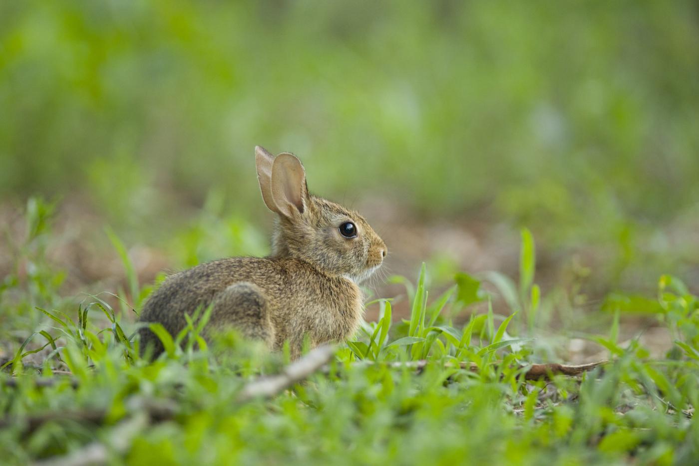 Eastern Cottontail | NC Wildlife